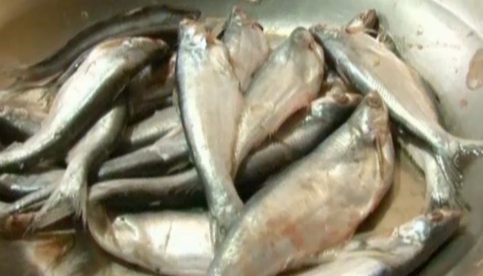 Sher Mahi — an indigenous fish of Khyber Pakhtunkhwa | TV Shows - geo.tv