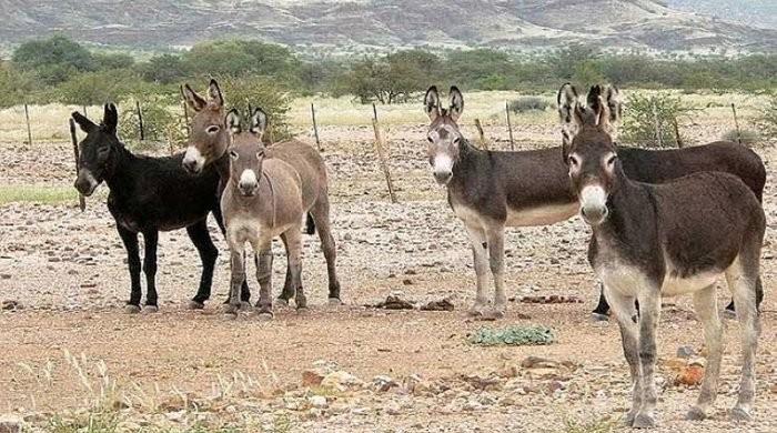 KP govt decides to establish donkey farms