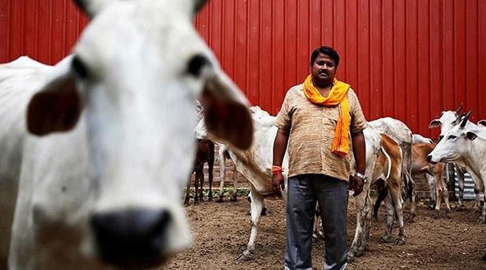 44 killed in cow-related violence in India, BJP complicit: HRW report