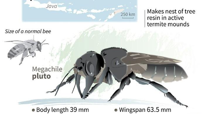 'Flying bulldog': world's largest bee refound