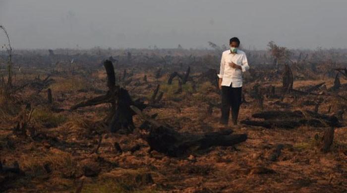 Tropical forest the size of England destroyed in 2018: report