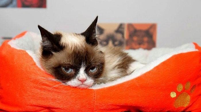 Grumpy Cat, whose scowl launched a million memes, dies age 7