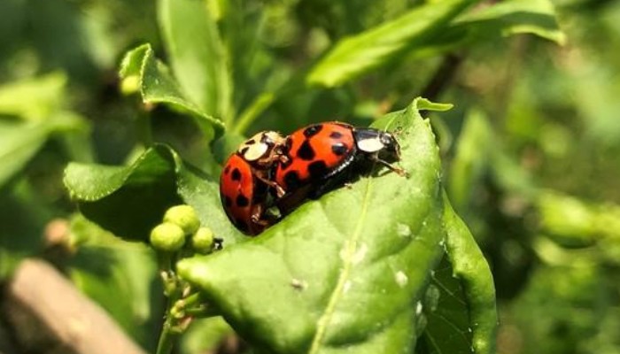 Ladybug swarm, dozens of miles wide, shows up on radar in California