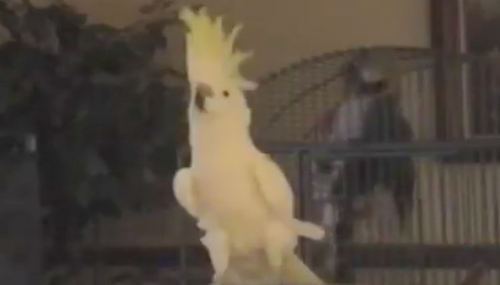 Meet Snowball, the amazing cockatoo who dances like a human | TV Shows ...