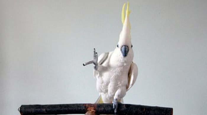 Meet Snowball, the amazing cockatoo who dances like a human