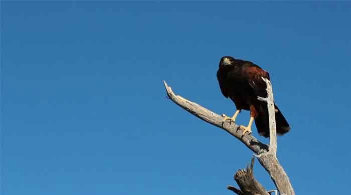 Secret animal spies of CIA: Cats, dolphins and one smart raven