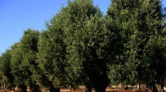 Govt steps up efforts to launch ‘Million Olive Tree Tsunami’