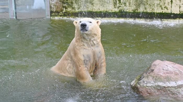 German zoo plans on feeding some animals to others as revenues decline ...