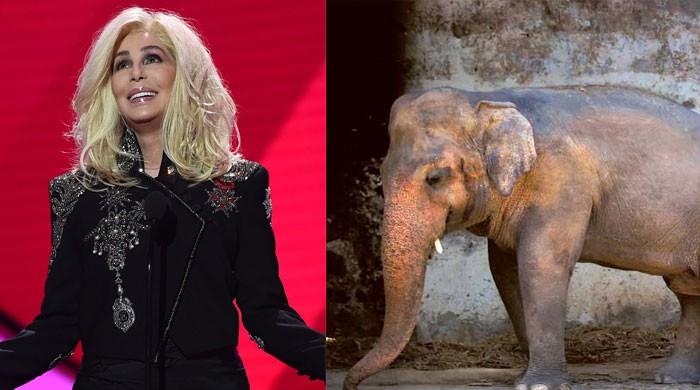 US singer Cher shares her delight as Pakistan agrees to free 'Kaavan'
