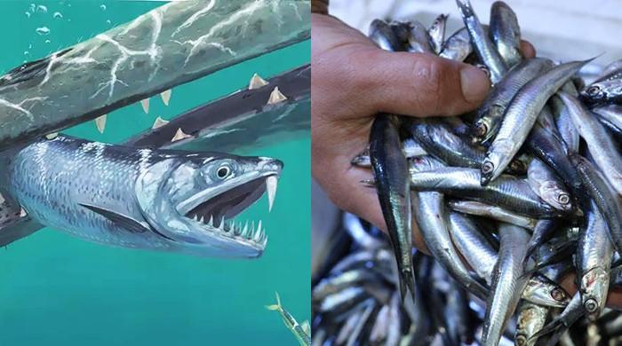 Millions of years old sabre-toothed fish discovered in Pakistan named ...