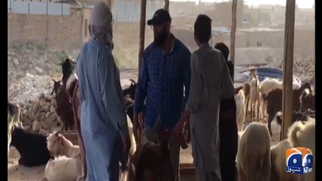 Cattle market set up in Quetta, number of animals less than last year ...