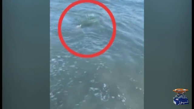 Police man saves child from shark in Florida | TV Shows - geo.tv