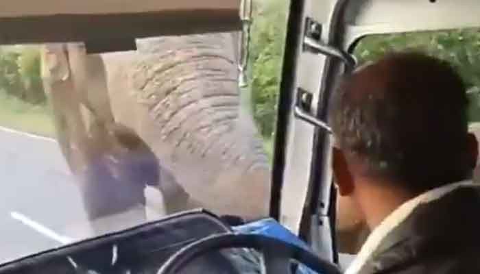 Watch: Elephant terrifies passengers in a van, leaves them alone after ...