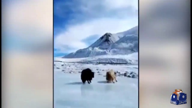 Video of yak slipping on ice in northern areas goes viral | TV Shows ...