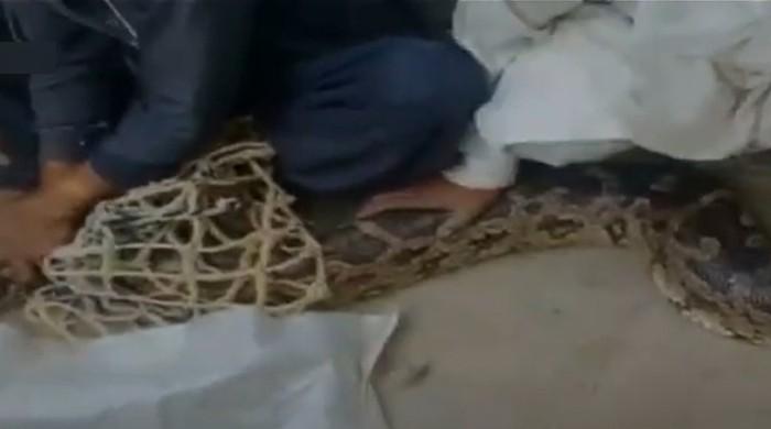 20ft long python captured by villagers after escaping from Muzaffargarh zoo