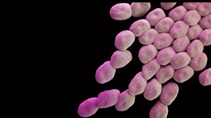 Study shows bacteria can travel between continents 'hidden' in ...