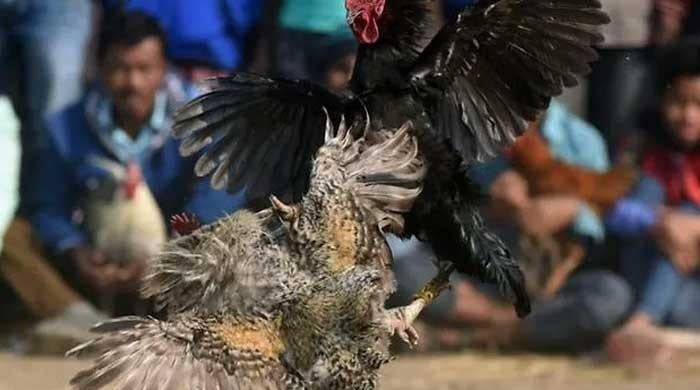 Rooster kills owner with blade in India