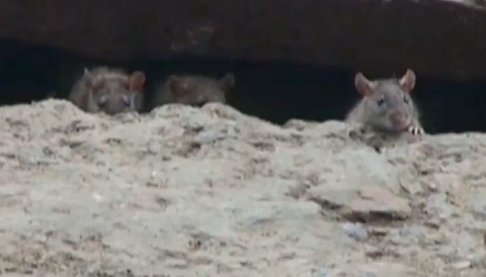 'Grand operation': Railways to begin rat extermination drive