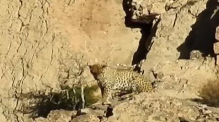 Balochistan Leopard