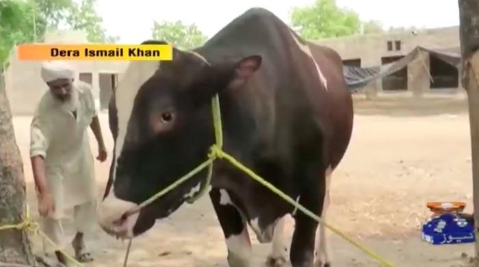 Video: Meet 'Bhola Bhala', Dera Ismail Khan's heaviest bull