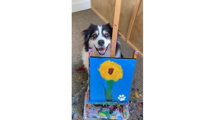 Incredible dog that can paint wows the internet