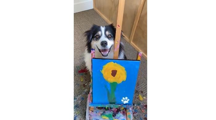 Incredible dog that can paint wows the internet