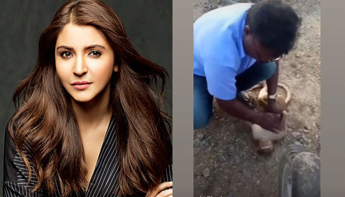 Anushka Sharma’s reaction to man saving a monkey breaks internet, watch