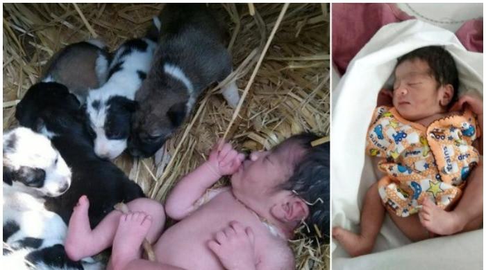Stray dog guards abandoned newborn all night by keeping it warm