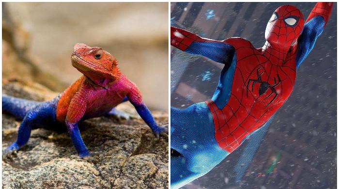 'Spider-Man' lizard goes viral on Twitter