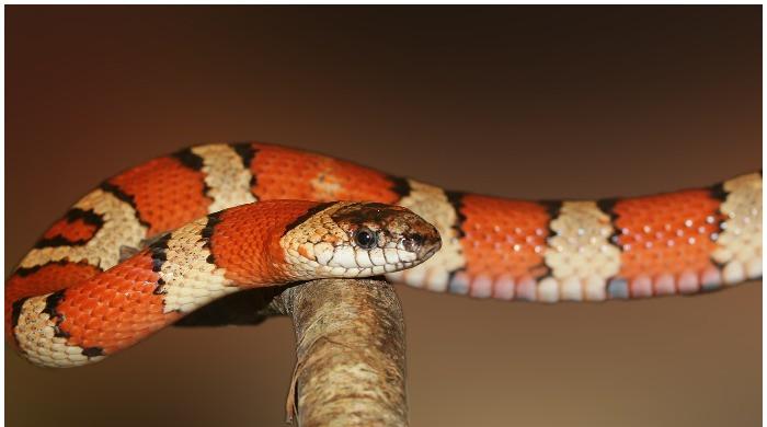 Snake bites pop singer during music video shoot