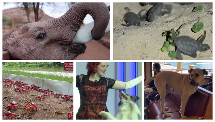 Top five animal moments that made 2021 memorable