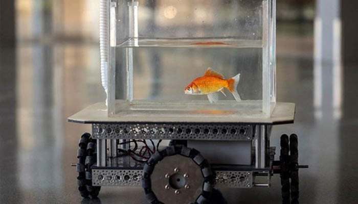 Can goldfish drive? Here's what Israeli researchers have found