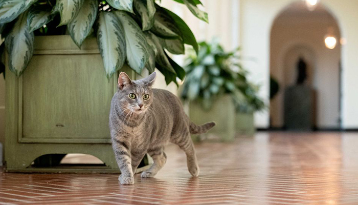 Bidens welcome Willow the cat to the White House