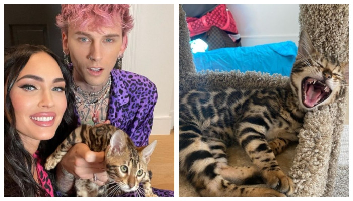 Machine Gun Kelly, Megan Fox welcome new furry friend ‘Whiskey’ on ...