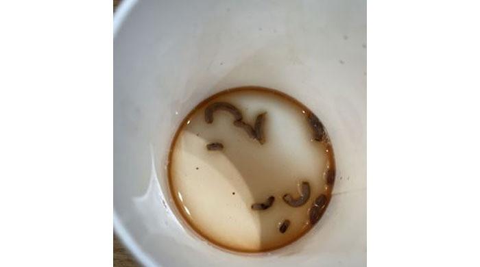 Pregnant woman horrified after she finds maggots in soft drink