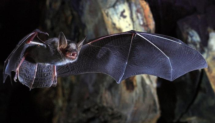 'The Batman': Actual bat comes to attend movie screening