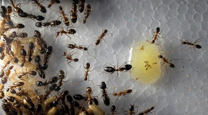 Ants can now detect cancer cells, research shows