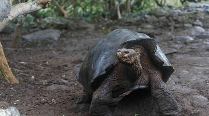 Galapagos tortoises belong to new species