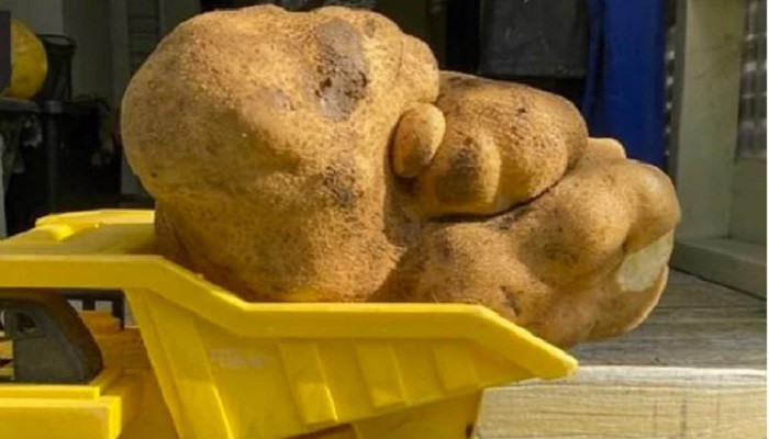 Couple claims they found world's biggest potato in world for Guinness ...