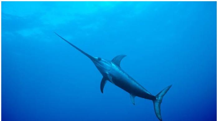 Watch: Video of swordfish attacking diver goes viral