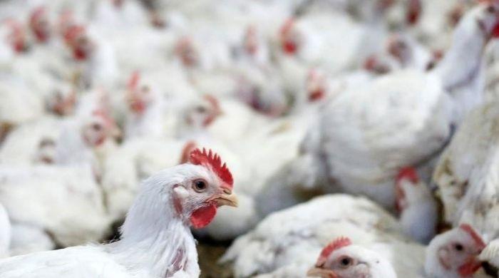 In Peru's slums, chicken off the menu as soup kitchens struggle with ...