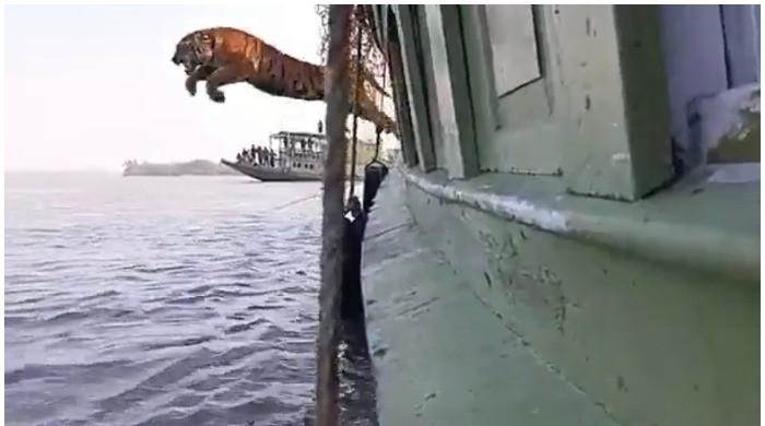 Watch: Tiger's magnificent jump from ferry into water goes viral