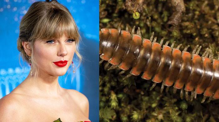 Taylor Swift gets a millipede named after her in honourary ode