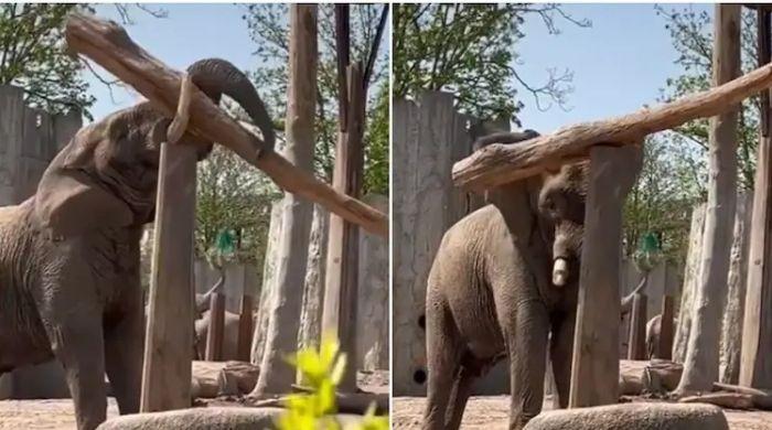 Watch: 'Genius' elephant shocks internet after placing heavy log over ...