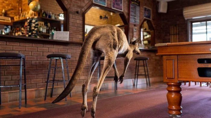 Watch: Kangaroo visits bar in Australia, internet amused by customers ...