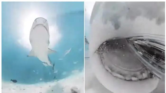 Watch: Jaw-dropping video of a shark trying to swallow a man's camera