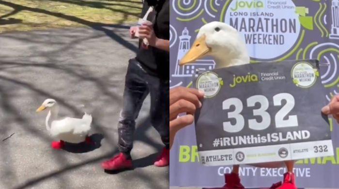 'Cutest thing ever': Watch how this duck runs marathon, wins medal