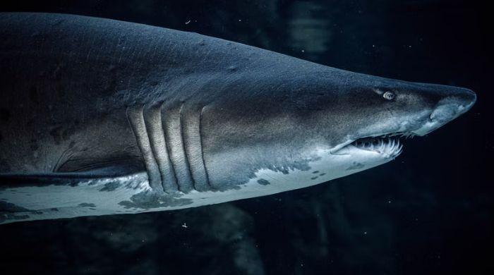 Dead shark found hanging outside school