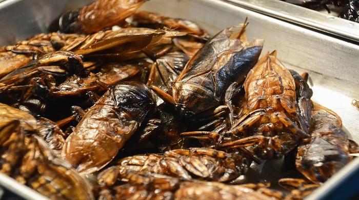 Kids to be offered insects in schools to test eco-friendly meat substitutes
