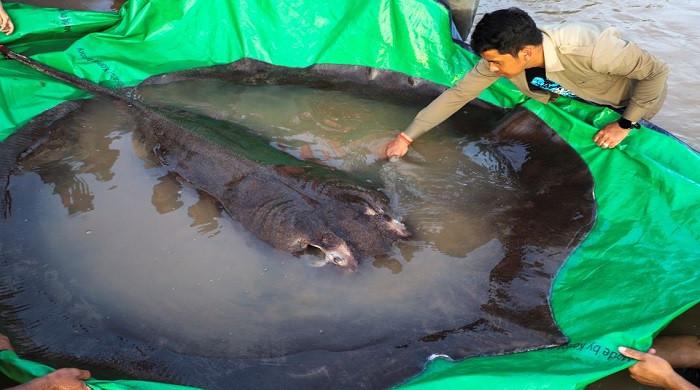WATCH: Cambodian villagers catch 'World's biggest' freshwater fish
